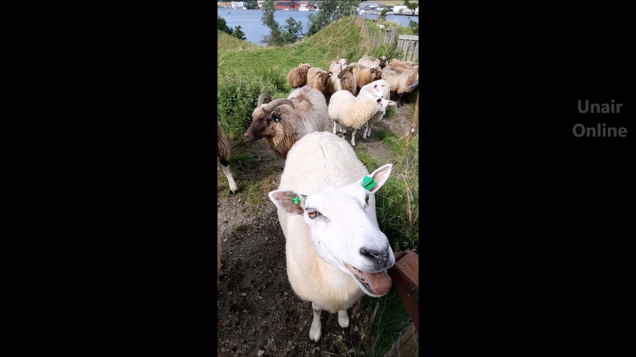 🐑 Sheep Sound, Baa, Farm Animals Noises - Sonido de la Oveja, Bee ...