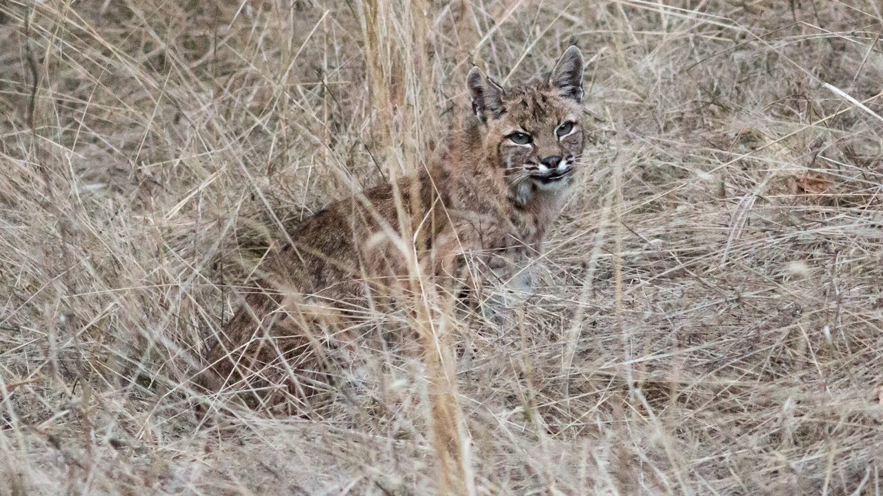 A Bobcat Hunting in California - YouTube