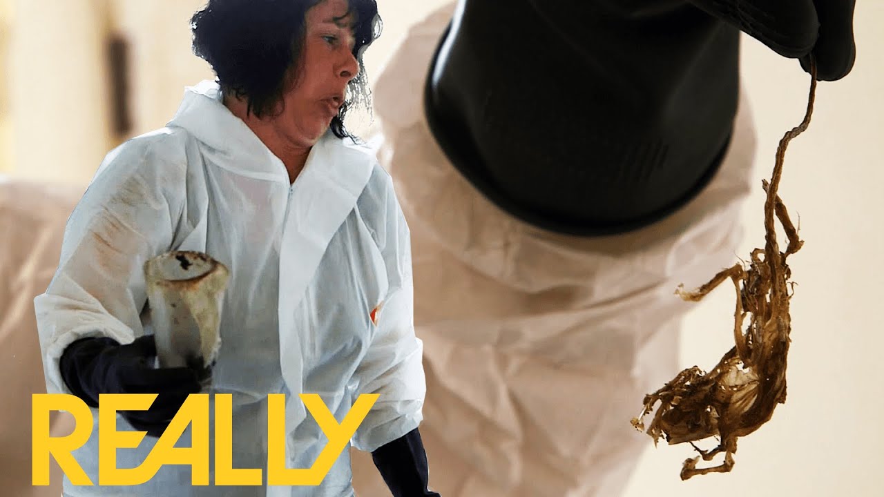 Cleaner Finds Rat Carcass Under Pile Of Rubbish | Call The Cleaners ...