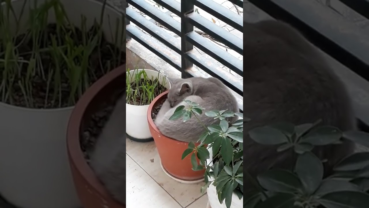 Meow meow loves nature! mình thích ngủ ngoài vườn! - YouTube