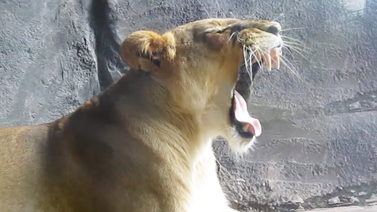 Incredible Lion Footage - YouTube