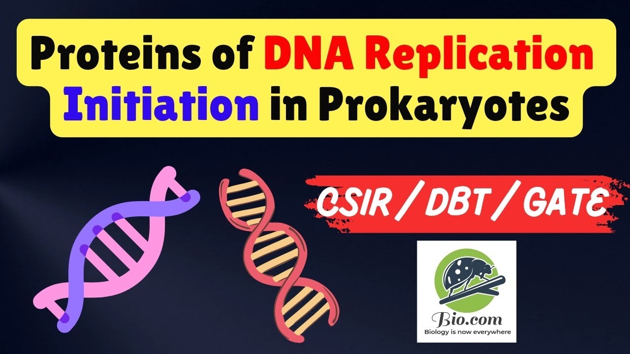 DNA Replication Initiator Protein in Prokaryotes | Replication Fork ...