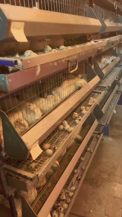 ПЕРЕПЕЛА \ Яйца и клетки… #перепелка #перепела ##перепелки #яйца - YouTube