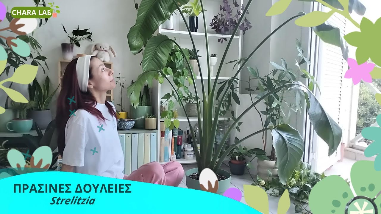 Η μεταφύτευση ενός γίγαντα!! // Chara Lab - YouTube