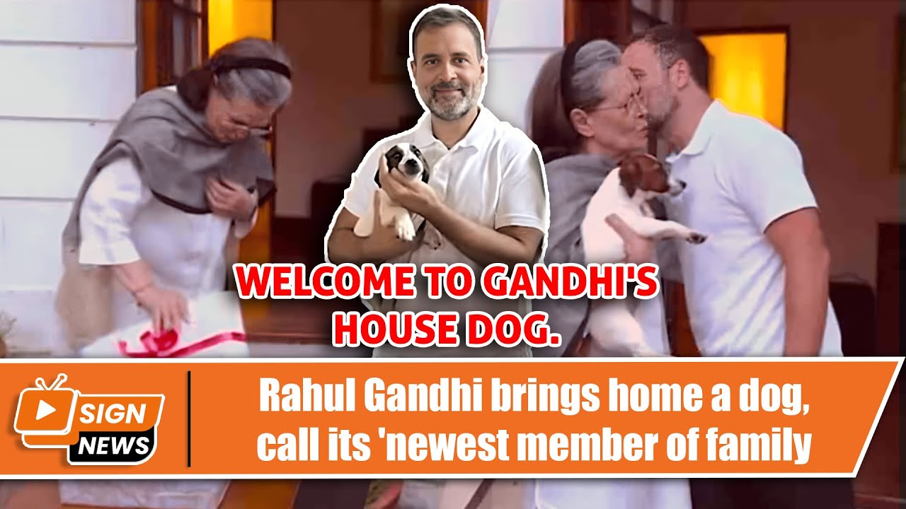 Welcome to Gandhi house dog - YouTube