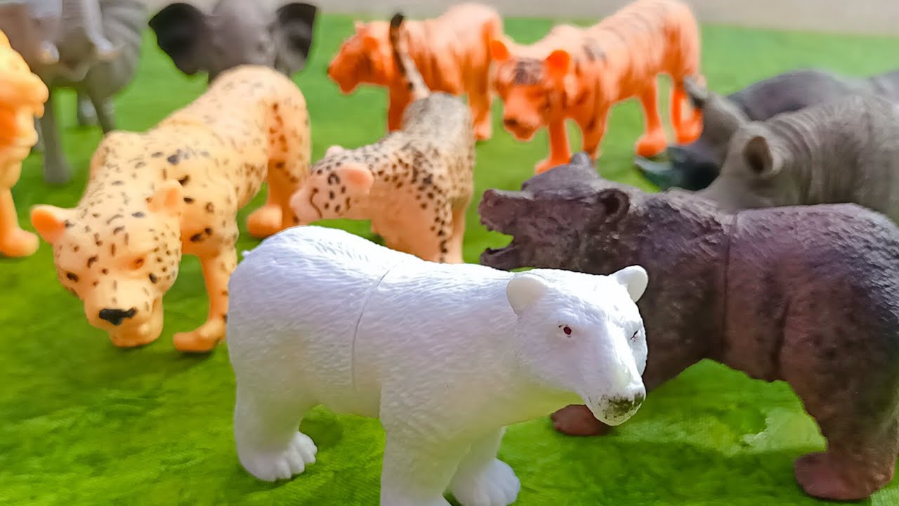 Double Animals - Animals name & sounds Polar bear, Bear sound,Lion ...