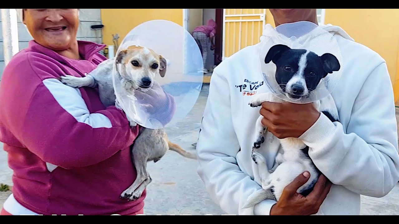 How To Save a Township Dog's Life... - YouTube