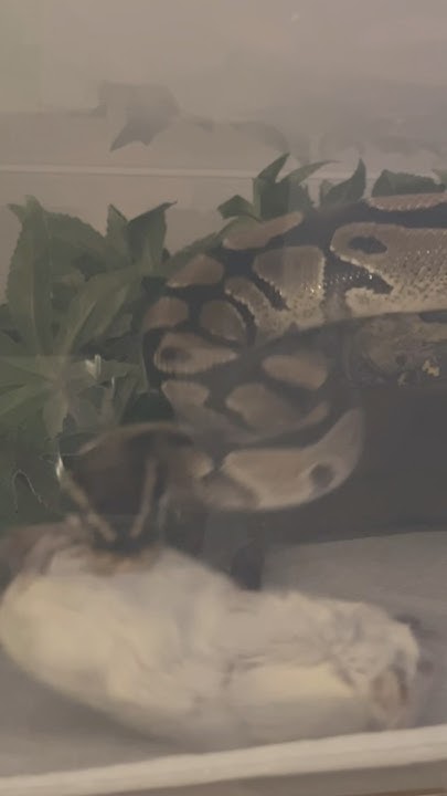 SHENRON | Royal / Ball Python | “strike” #short (01.09.24) - YouTube