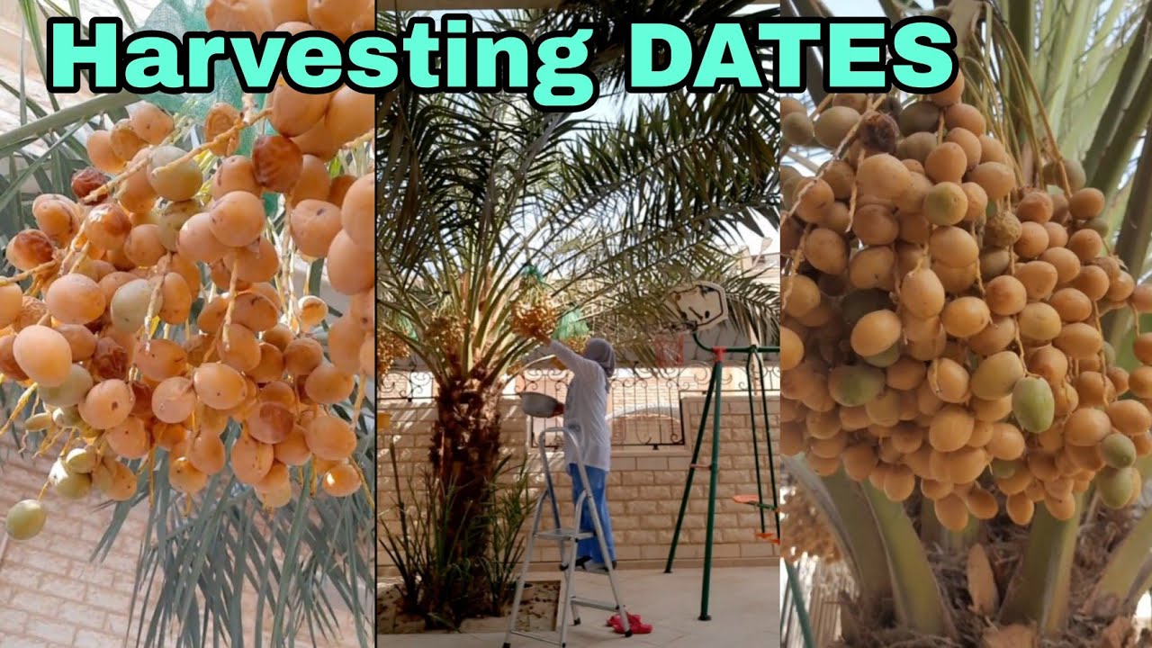 Harvesting Dates |#harvest #dates #kuwait - YouTube