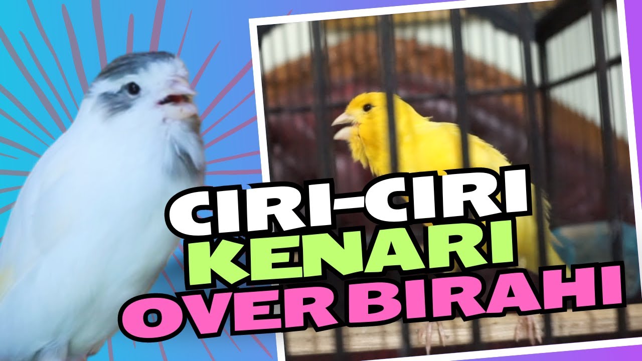 CIRI-CIRI KENARI OVER BIRAHI - YouTube