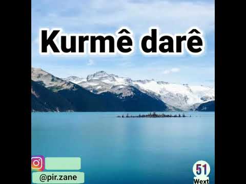 Kurmê darê