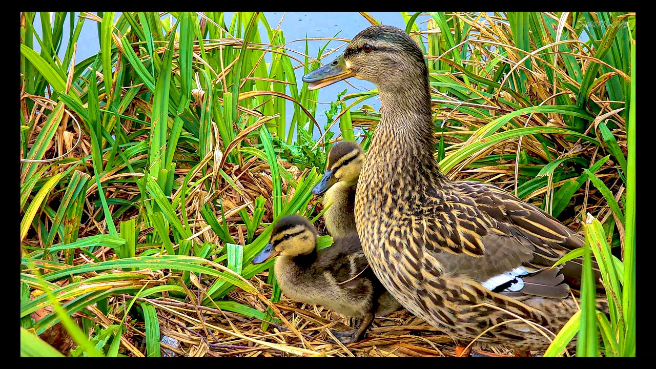 Daisy&Daphne,Hard growth of little#duck F3 20230429 - YouTube
