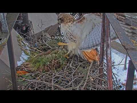Arthur Drops A Branch Of Evergreen On Big Red As She Incubates At Cornell Hawks Nest | Mar. 23, 2026