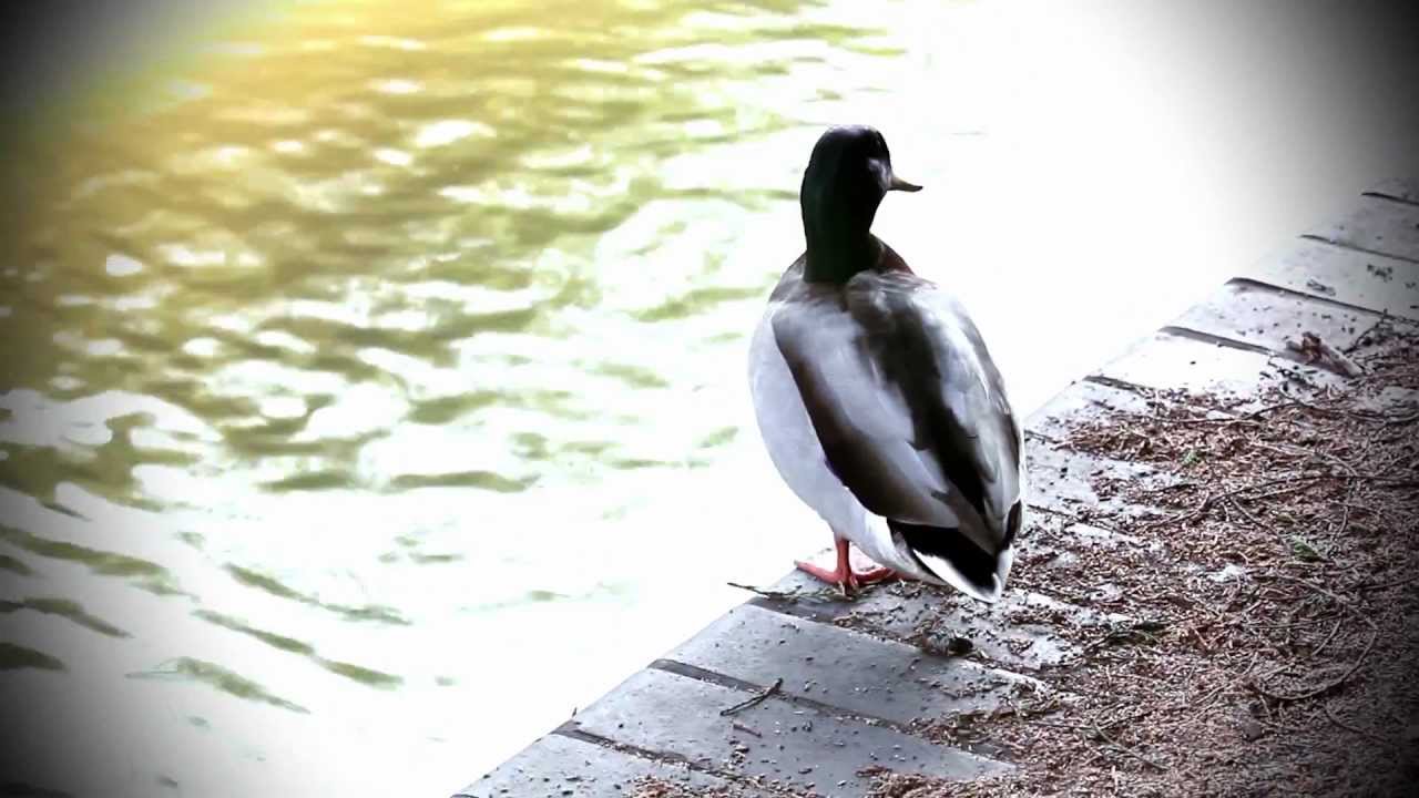 Duck Poo - YouTube