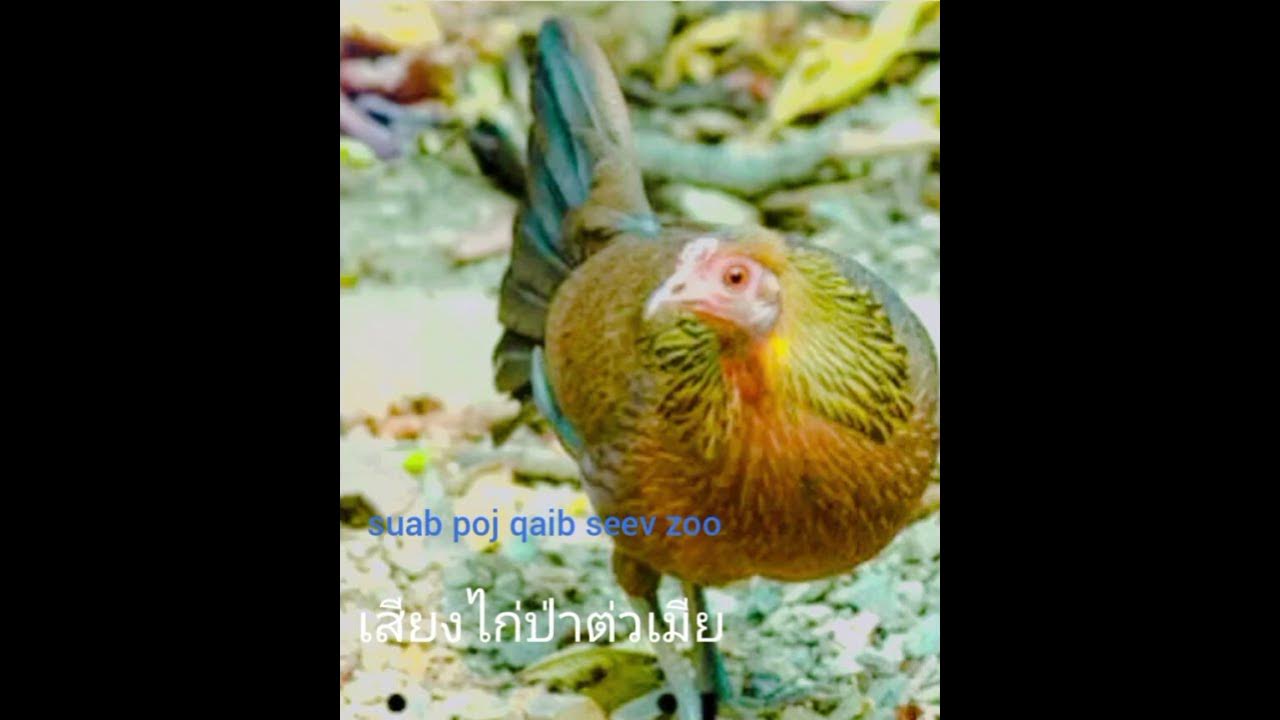 suab poj qaib seev zoo, ສຽງໄກ່ແມ່ຮ້ອງດີ - YouTube