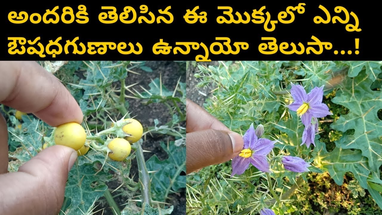 అందరికి తెలిసిన ఈ మొక్కలో ఎన్ని ఔషధగుణాలు ఉన్నాయో తెలుసా...! || Amezing ...