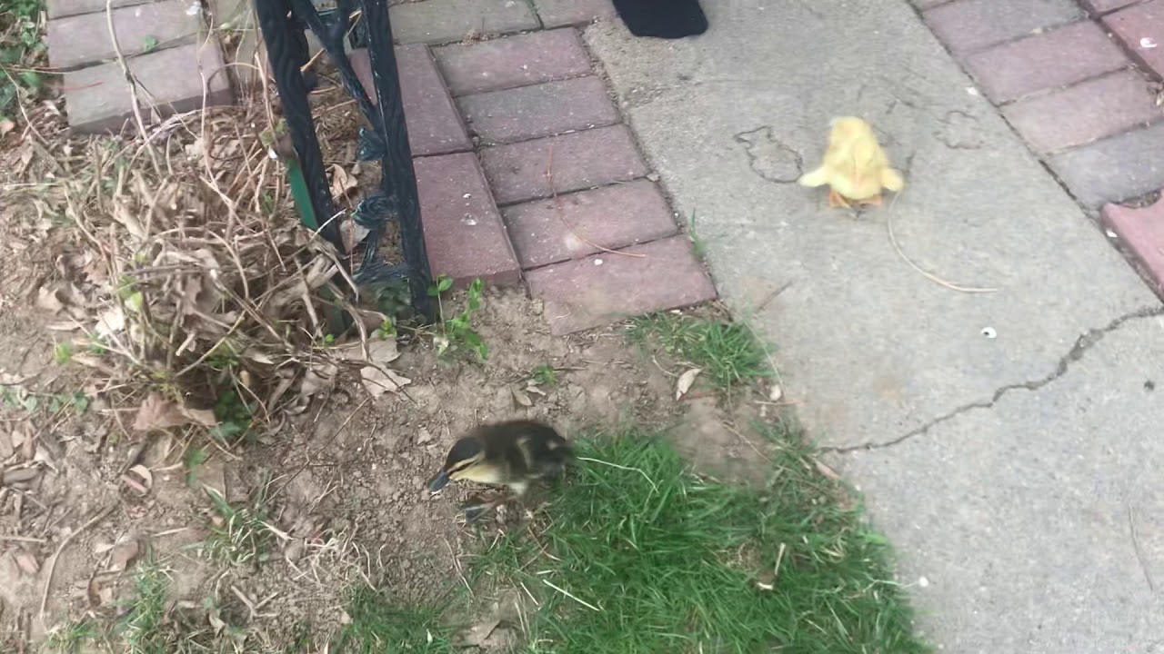 Jaxon’s baby chick & turkin - Easter 2019 - YouTube