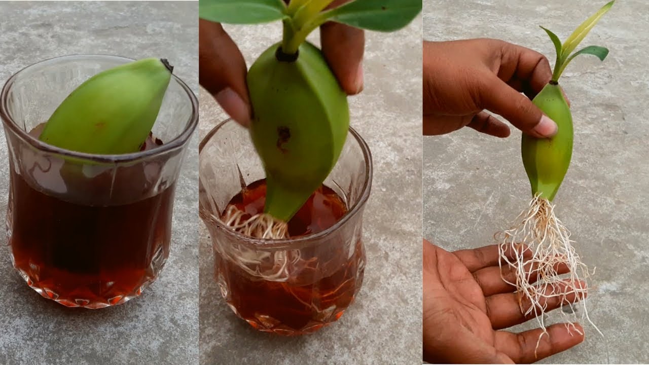 Grow Banana Tree From Banana By Root Hormone🍌🍌🍌 - YouTube