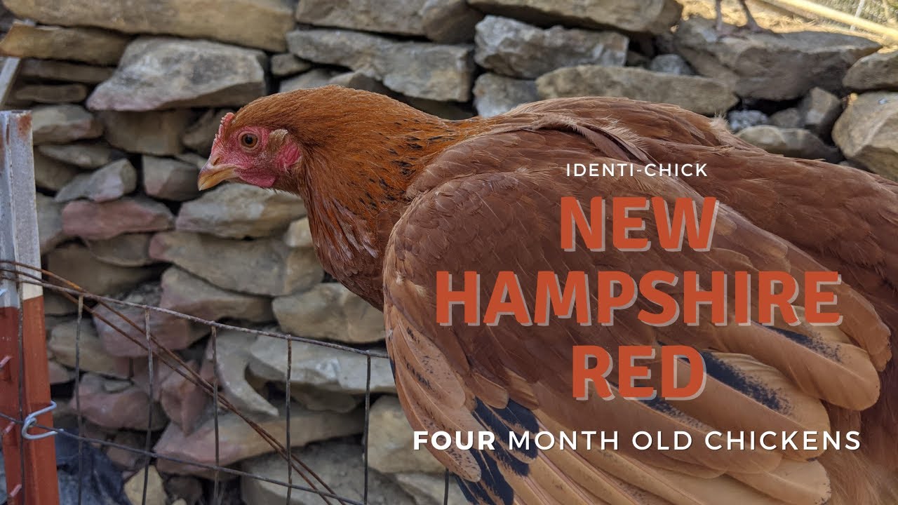 New Hampshire Red: 4-Month-Old Chickens - YouTube