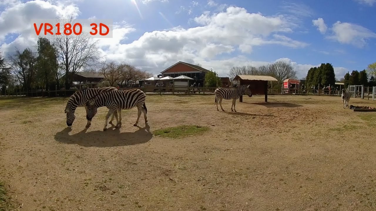 VR180 3D GIRAFFE, ZEBRA AND MONKEY'S AT THE ZOO - YouTube