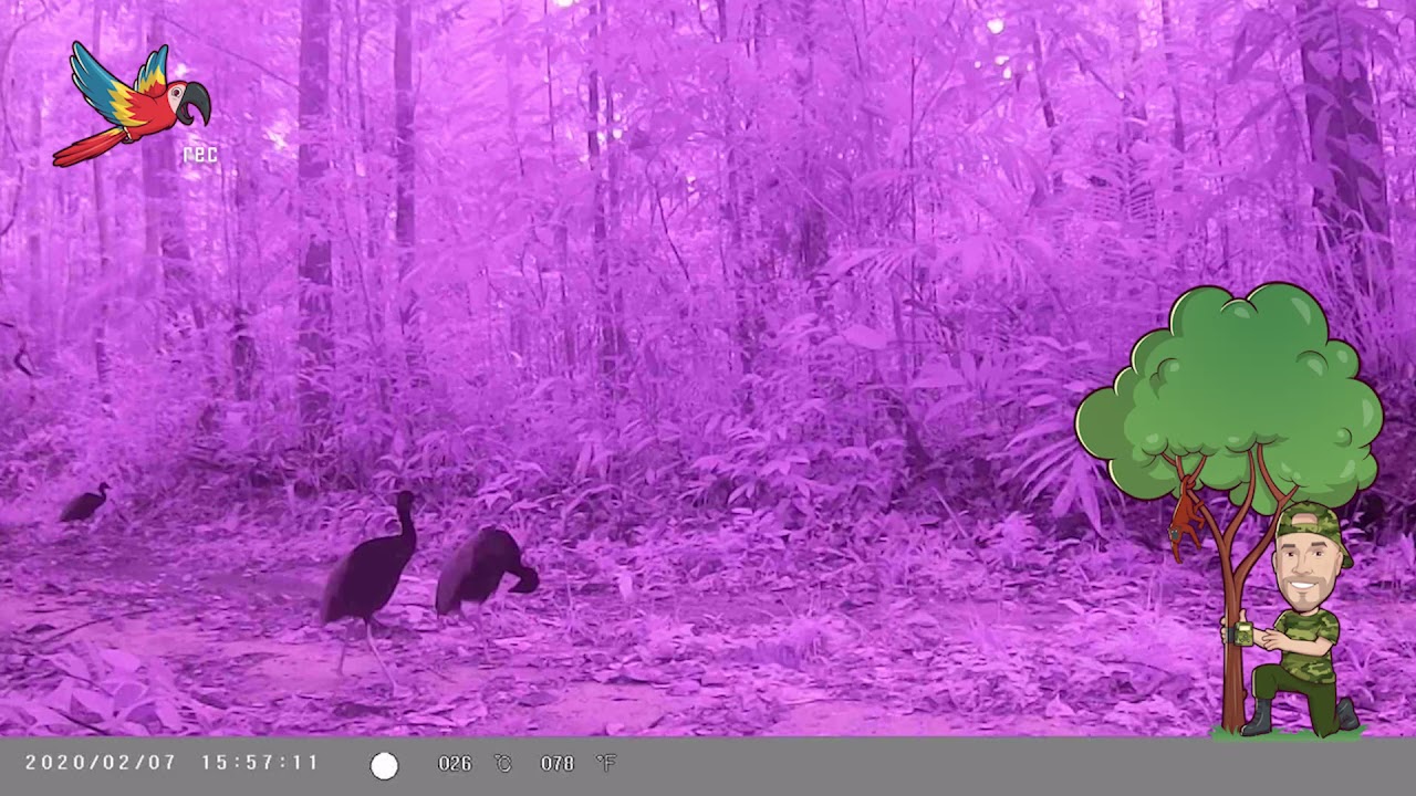 Friends of Rio - Amazon Rainforest Camera Traps Gray Winged Trumpeter ...