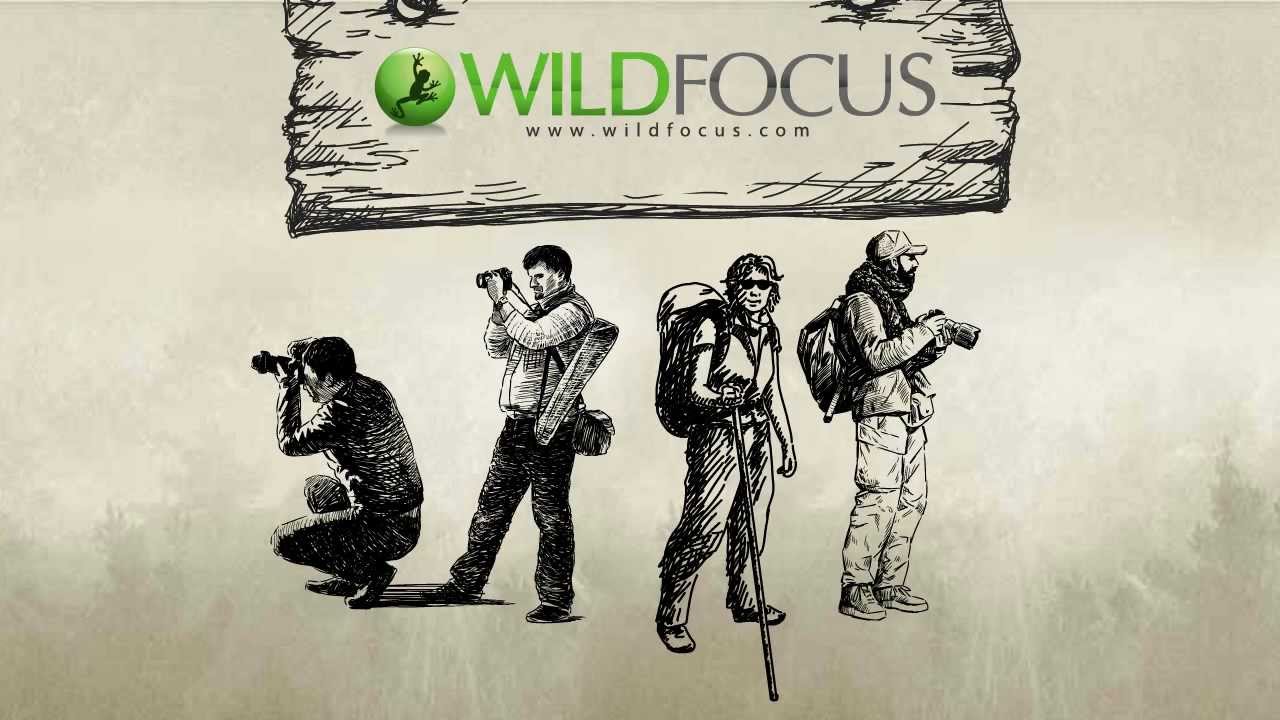 Who is Wild Focus? - YouTube