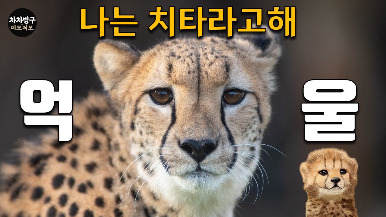 무서운 얼굴에 그렇지 못한 치타의 대반전 울음소리. Cheetah Sound - YouTube