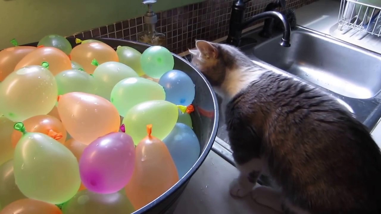 Funny Munchkin Cat - YouTube