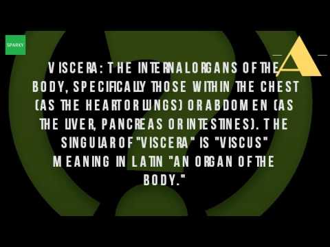 What Is The Viscera In The Human Body? - YouTube