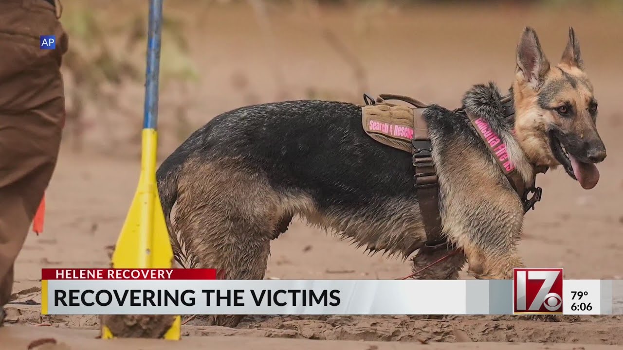 Detection dogs helping find, recover Helene victims - YouTube