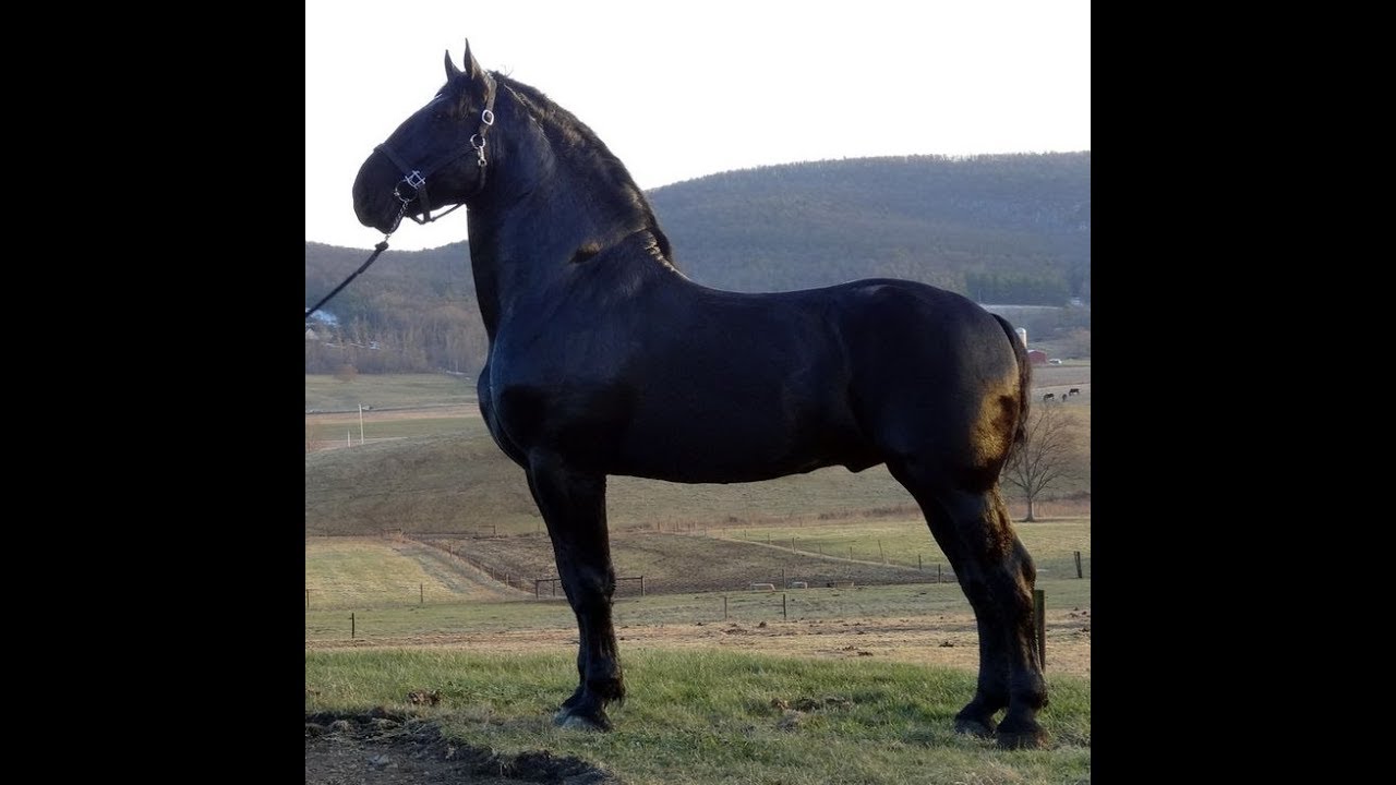 black percheron horse - YouTube