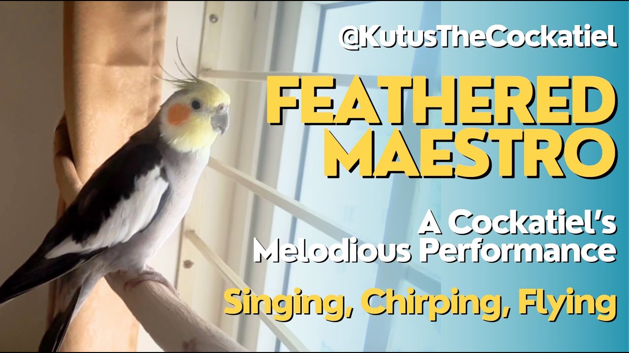 Feathered Maestro: A Cockatiel’s Melodious Performance | Cockatiel ...