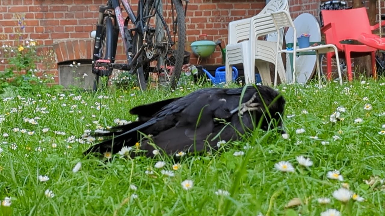 Evening scratches with crow Lys 🖤 - YouTube