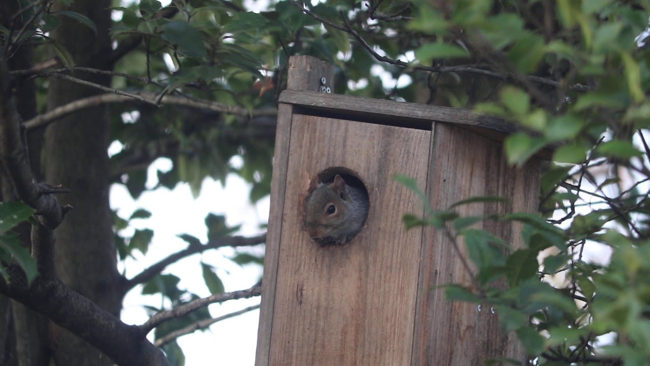 Two squirrels turned the squirrel house into a squirrel playhouse - YouTube