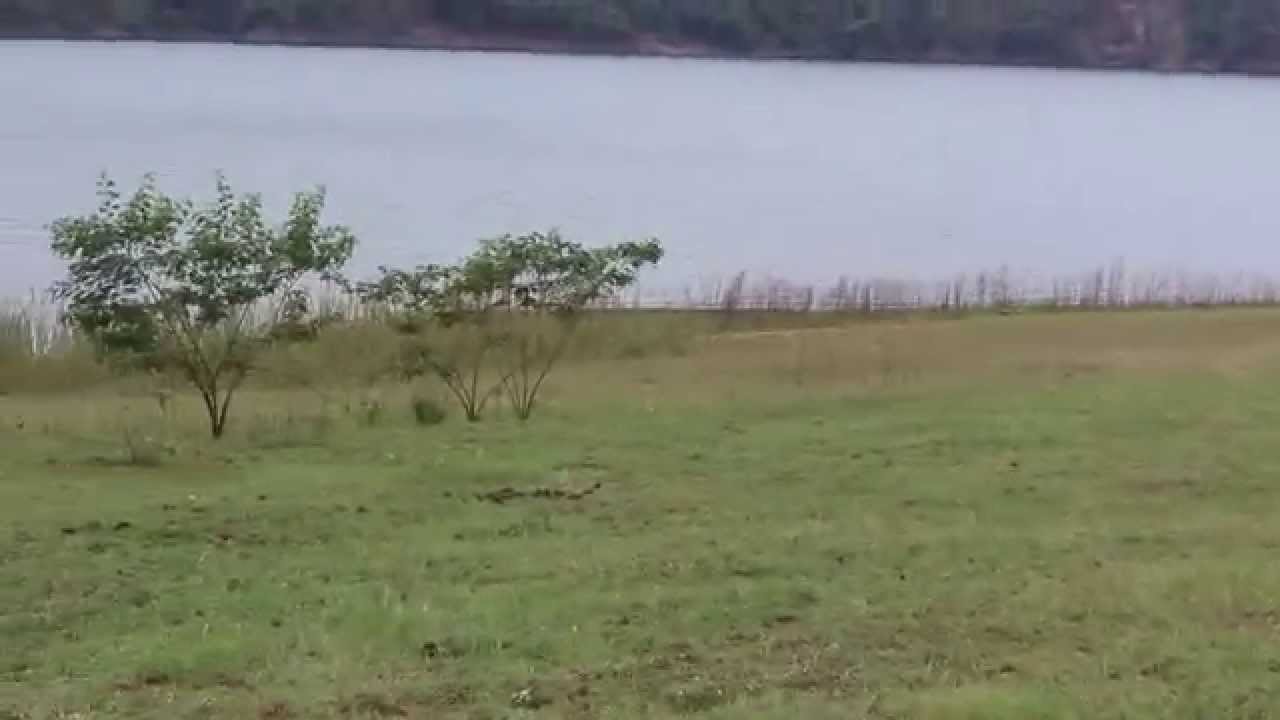 Zebras grazing at Nagle Dam Game Reserve - YouTube