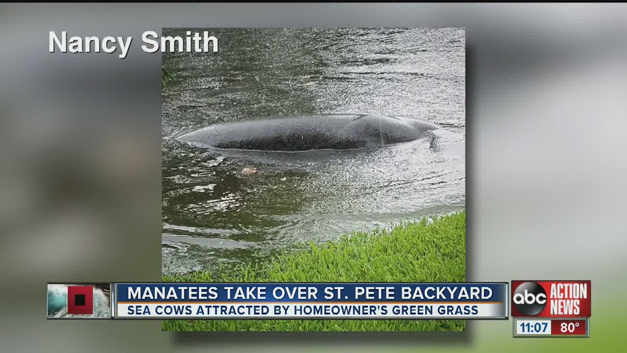 High tide gives family of manatees free buffet in woman's backyard ...