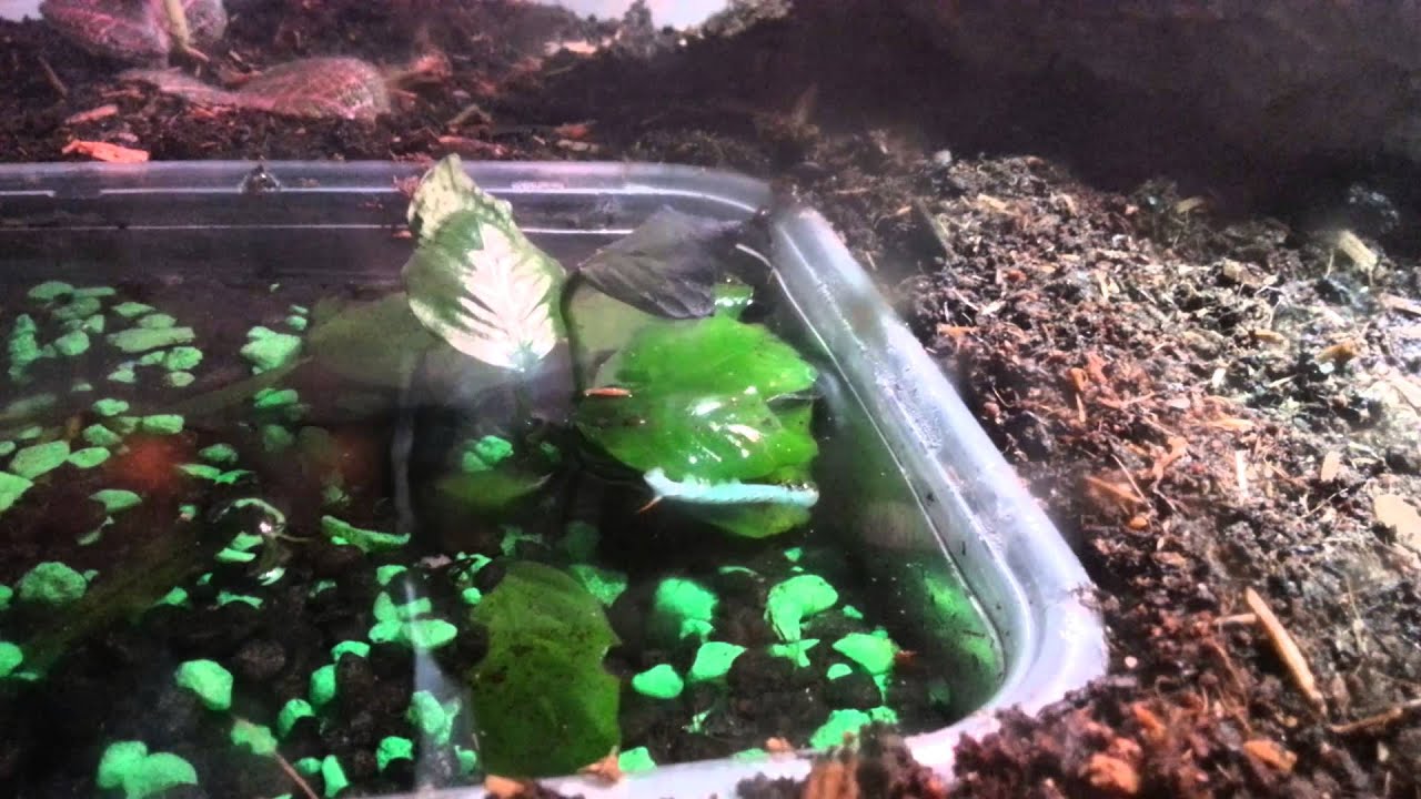 Horned worm relaxing in water - YouTube