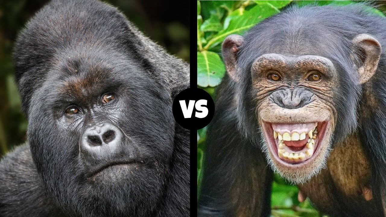 CHIMPANZEE VS GORILLA - Which ape will win in a fight? - YouTube
