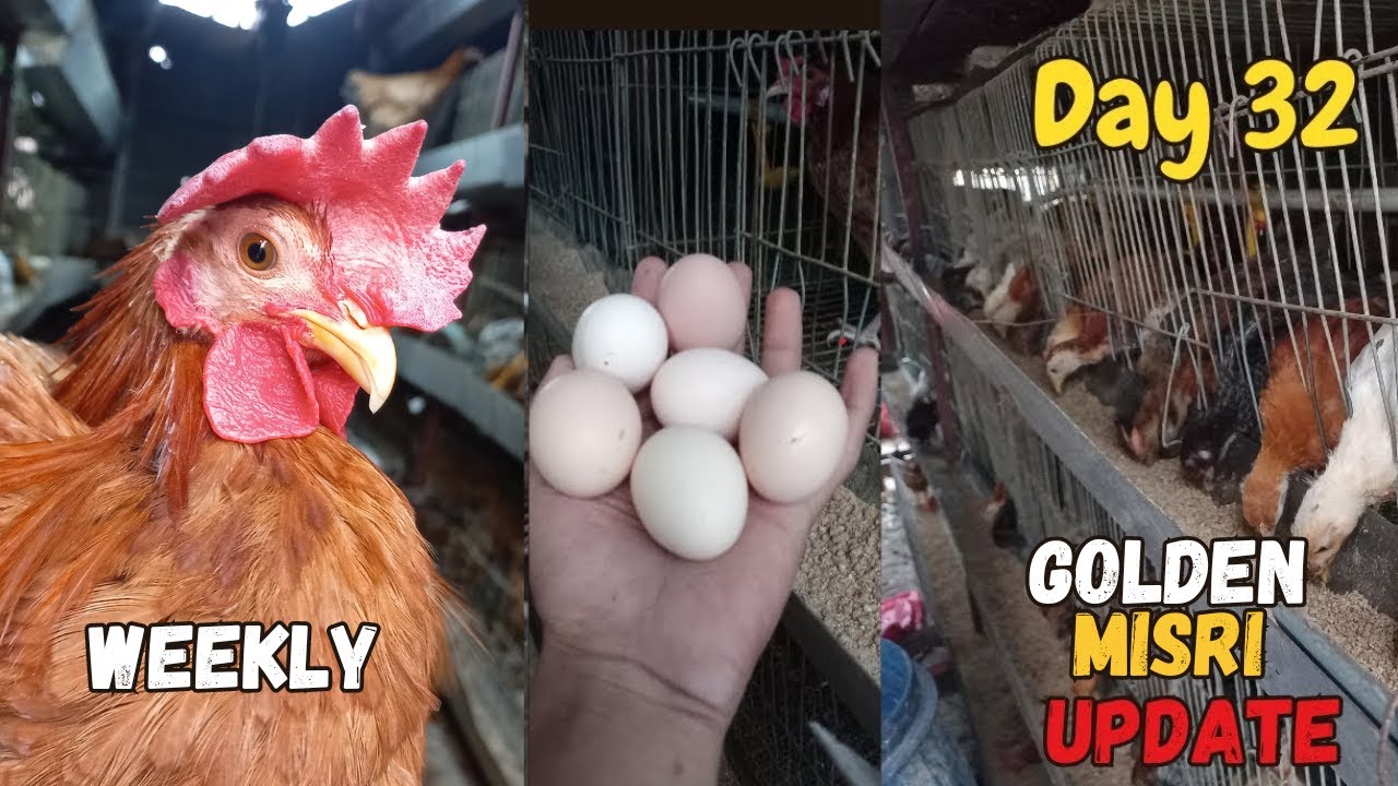 Golden Misri And Broiler Weekly Update 🐔 🐥 | Broiler Farming small ...