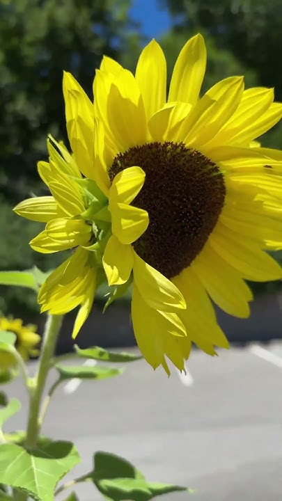 July smiles at us with sunflowers swaying in the breeze and blue skies ...