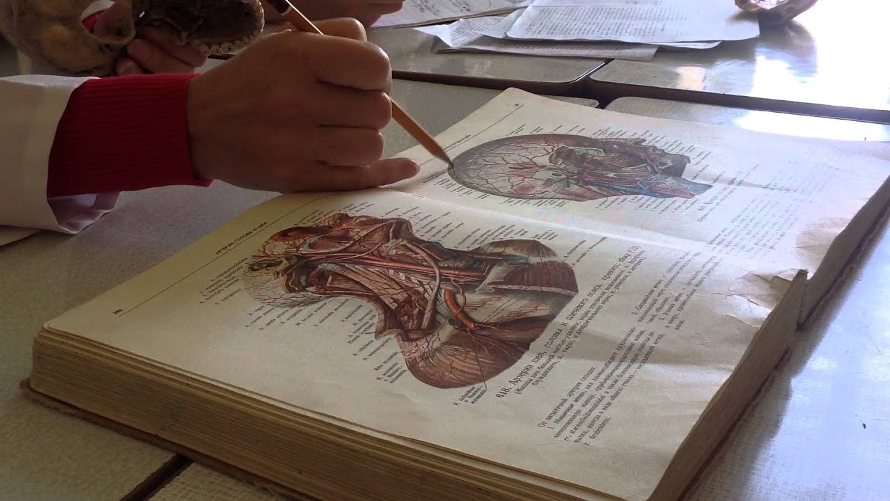 anatomy s2 l3 - YouTube