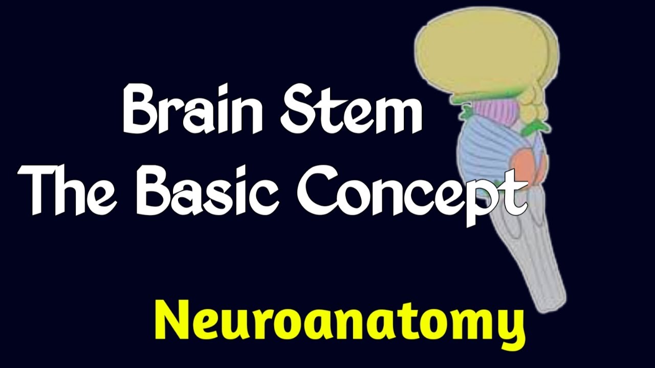 Neuroanatomy Brain Stem Anatomyhub Youtube