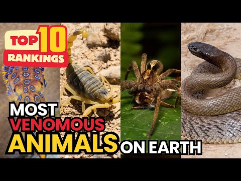 Top 10 Most VENOMOUS ANIMALS on Earth (2025) 🐍 | Earth’s Silent Assassins Discovered!