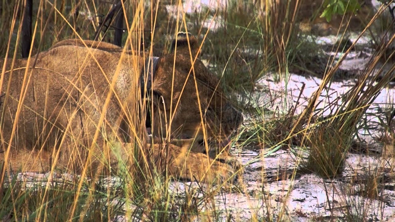 Lady Liuwa acting like a 300 pound house cat, Liuwa Plain National Park ...