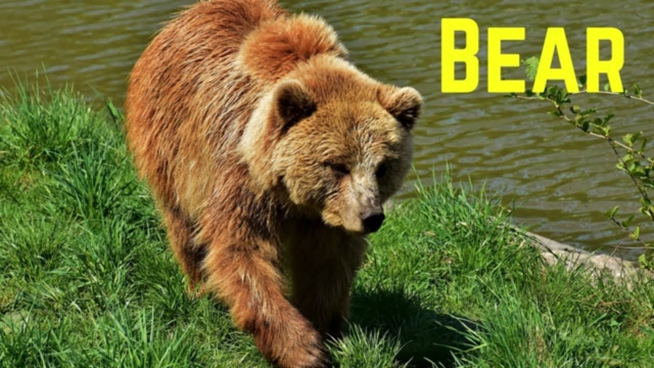 Animals start with B / Alphabet Animals / B is for / abecedario en ...