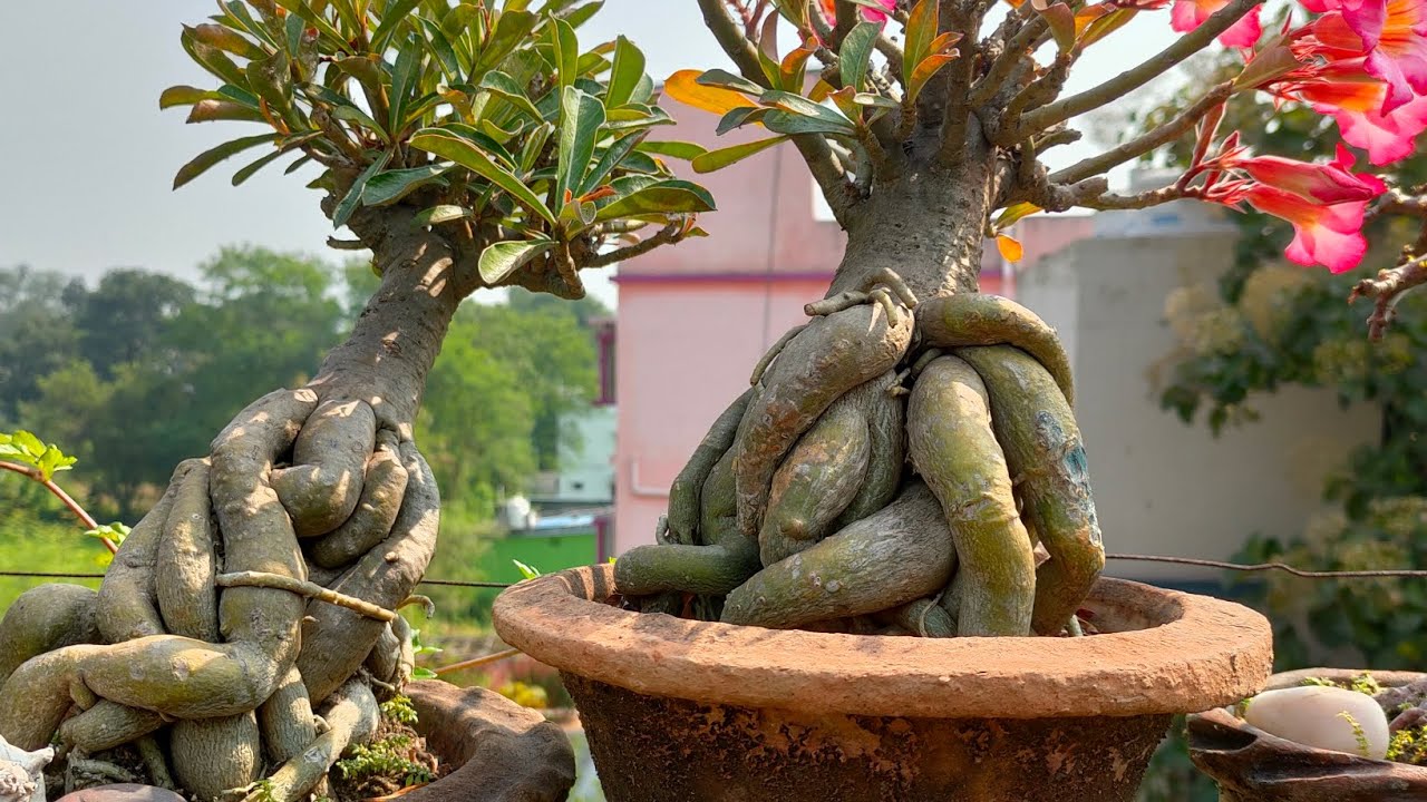 Secret Tips to Shape your Adenium || Rourkela #adenium #gardening #vlog ...