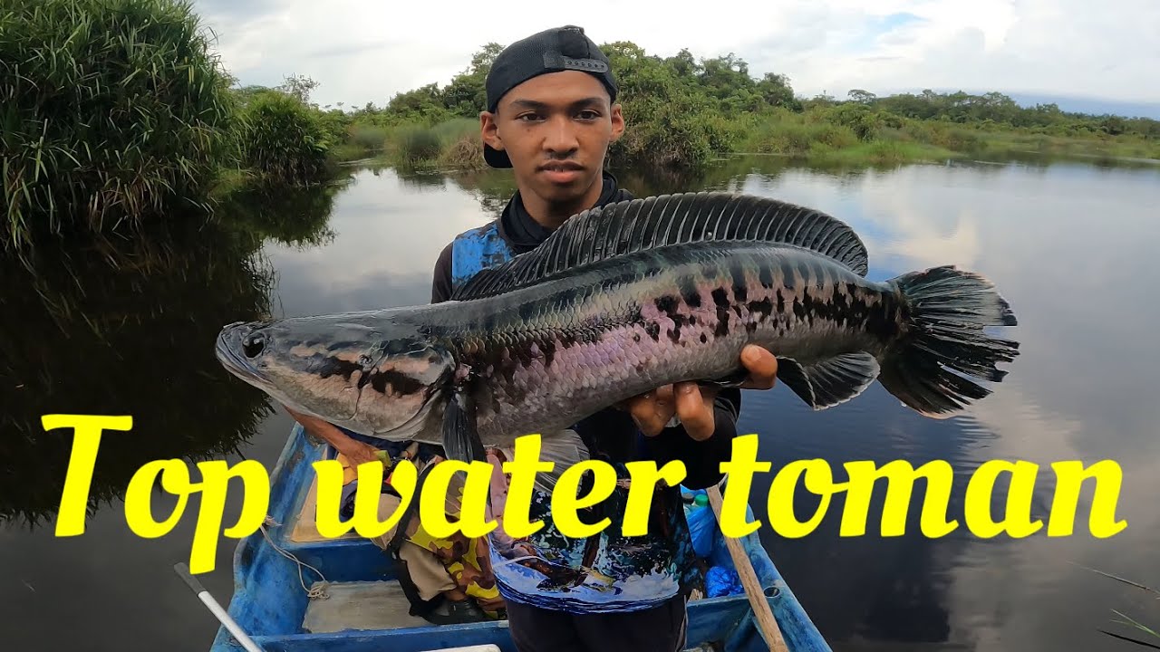 Tasik bukit merah casting Ikan toman giantsnake head/topwater/paddlepop ...