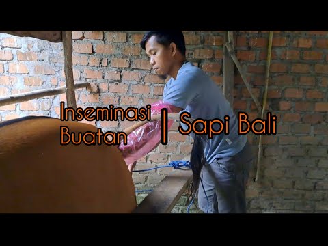 Kawin suntik Sapi Bali