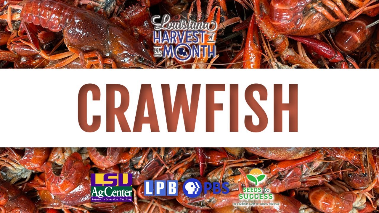 Crawfish | April | Louisiana Harvest of the Month - YouTube