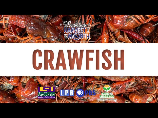 Crawfish Harvesting If You Want Crawfish, You May Need To Pay More
